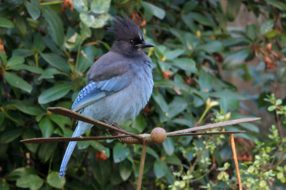 Shoreline Area News: For the Birds: Steller’s Jay—Boldly It Goes