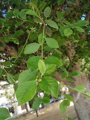 HERBARIO VIRTUAL DE BANYERES DE MARIOLA Y ALICANTE: Ficus microcarpa ...
