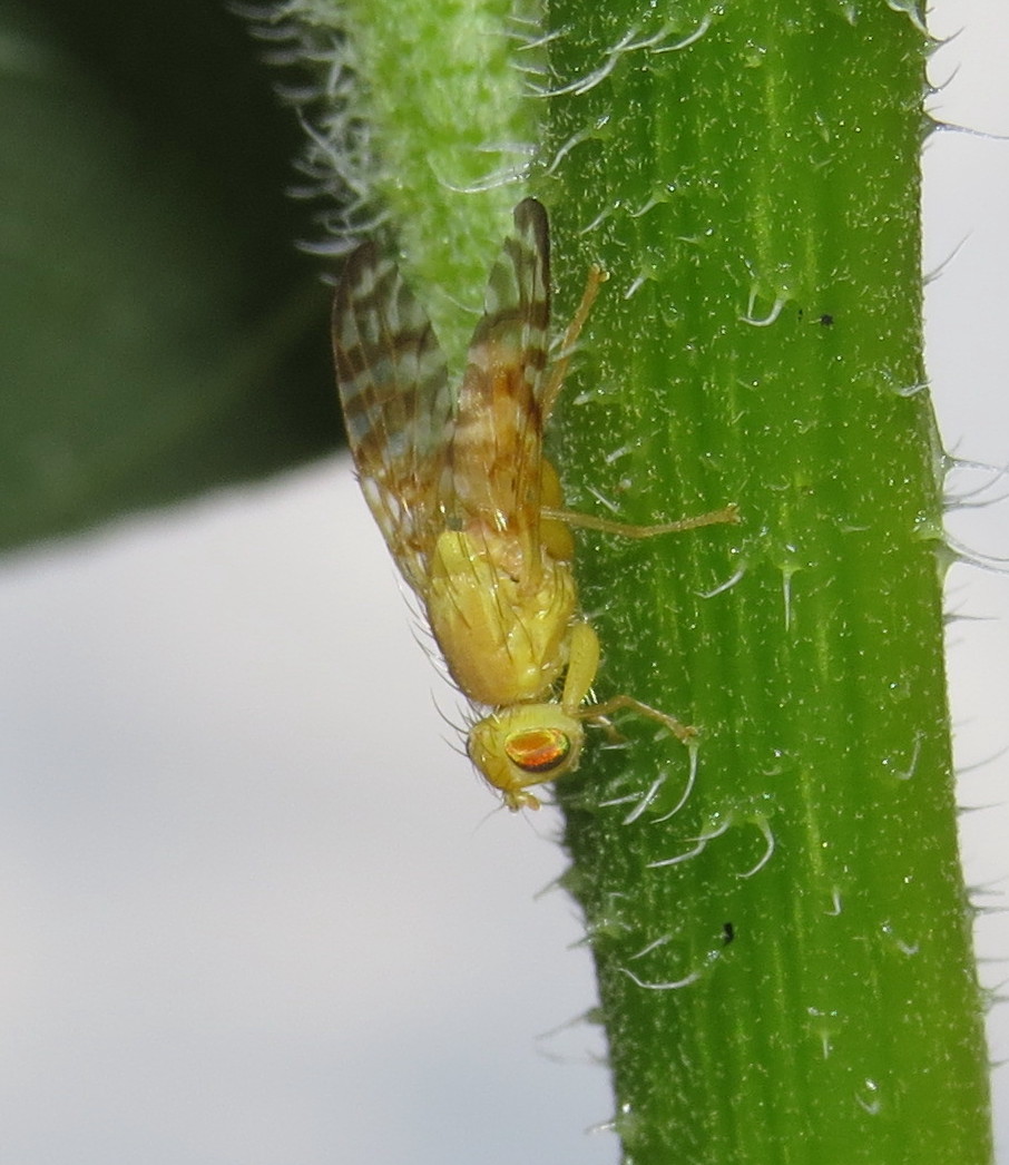 Bug Eric: More Insects From Sunflowers