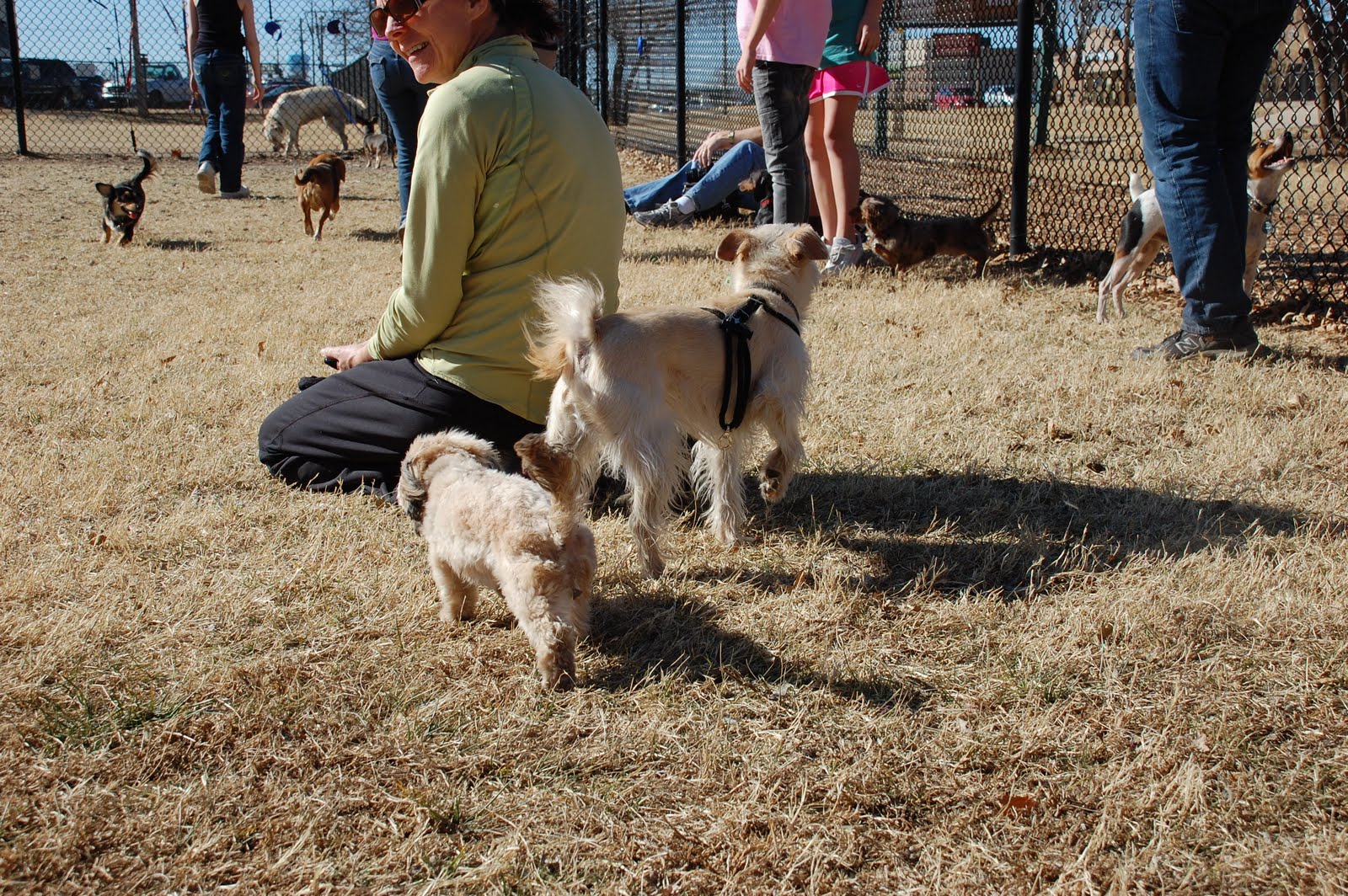 5th Year Anniversary Celebration At Edmond Dog Park | Alan And Heather ...