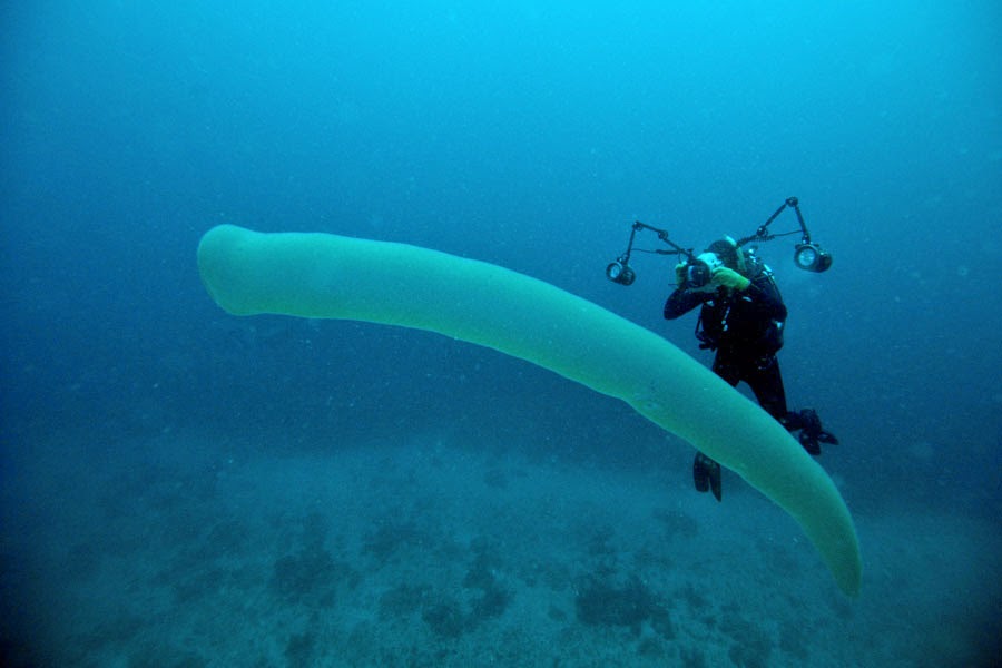 Biologia Marinha : pyrosome