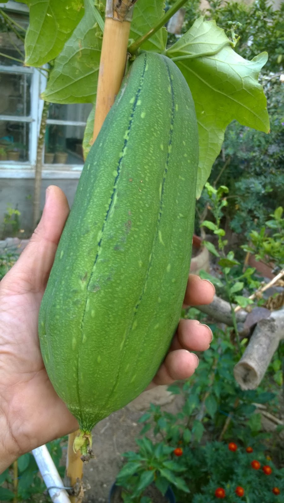 How To Grow Luffa Sponge