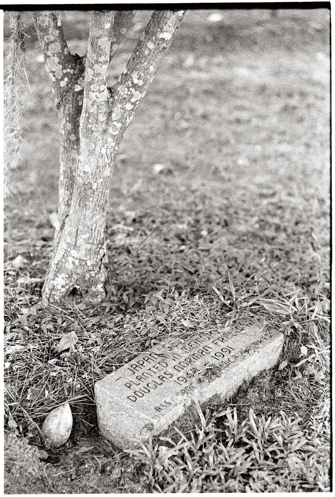 Valdosta in Film: Kentmere 400 in Rodinal, 1:50, plus some new lenses ...