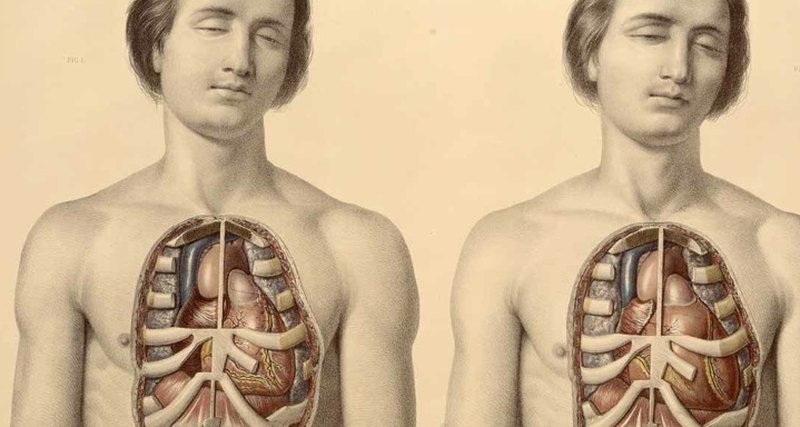 In the human body, a new organ was found