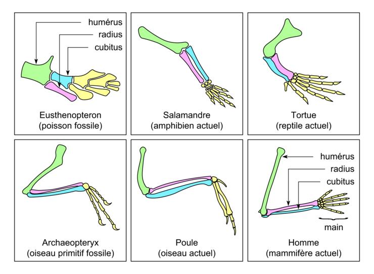 Redécouvrir Dieu par la Raison: π/23 - La Théorie de l'Evolution et le ...