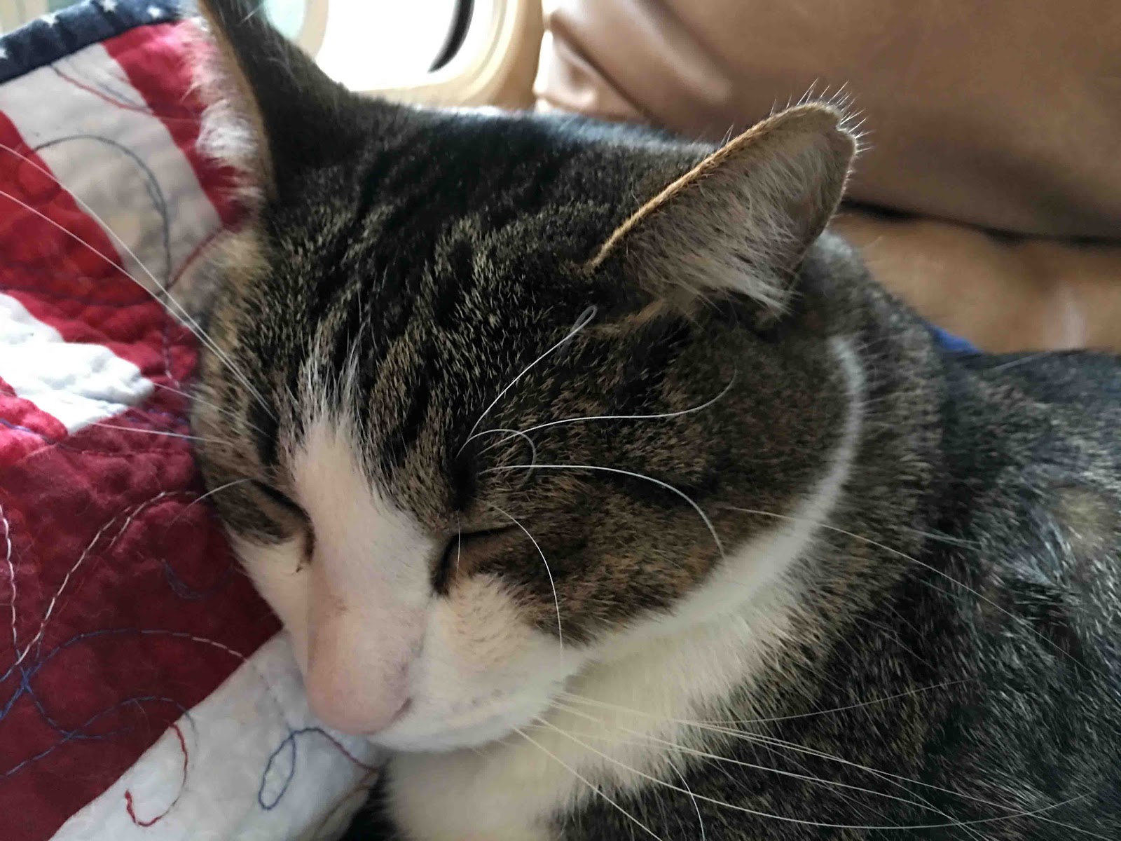 Cat Patches: A One-Day Streak