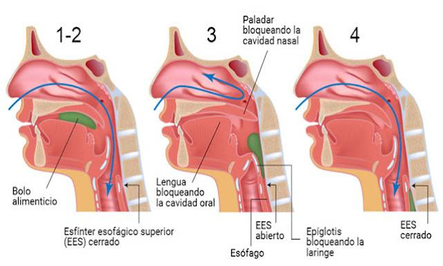 ANATOMÍA HUMANA: Deglución (vídeo)
