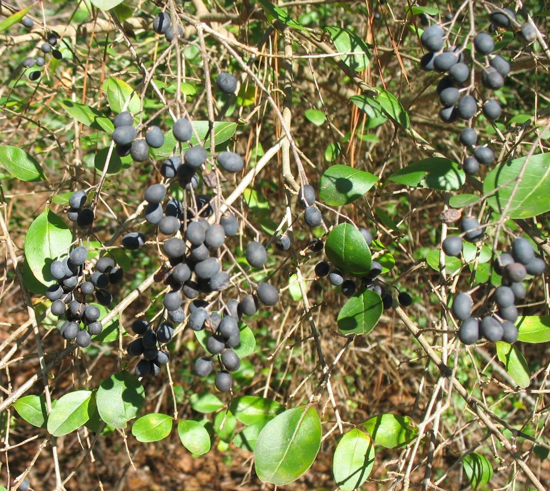 Using Georgia Native Plants: Wetland Woes