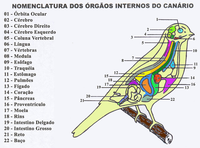 NINHO DO CANÁRIO: CONHECENDO O CORPO DE UM CANÁRIO