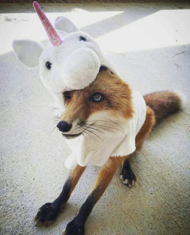 Funny animals of the week - 4 March 2016 (40 pics) | Amazing Creatures