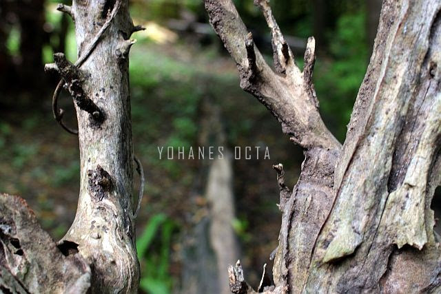 Foto Dua Akar Kayu | Catatan Octa