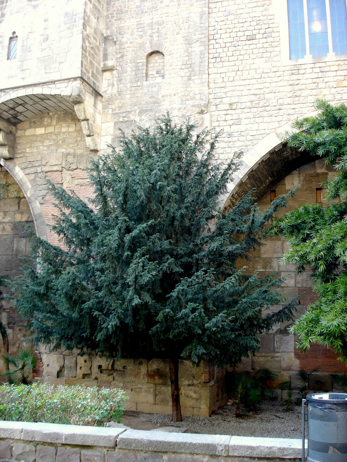 Árboles con alma: Tejo. Teix. (Taxus baccata)