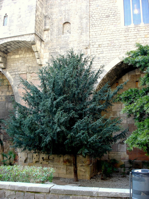 Árboles con alma: Tejo. Teix. (Taxus baccata)