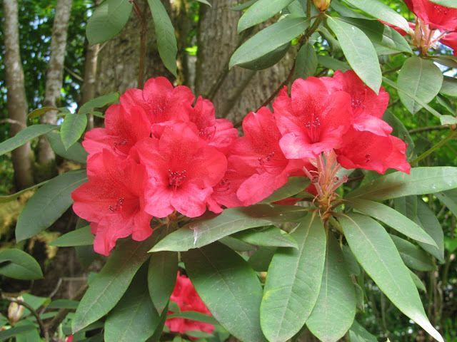 Beautiful Washington State: Rhododendron: The Official Flower of Washington State