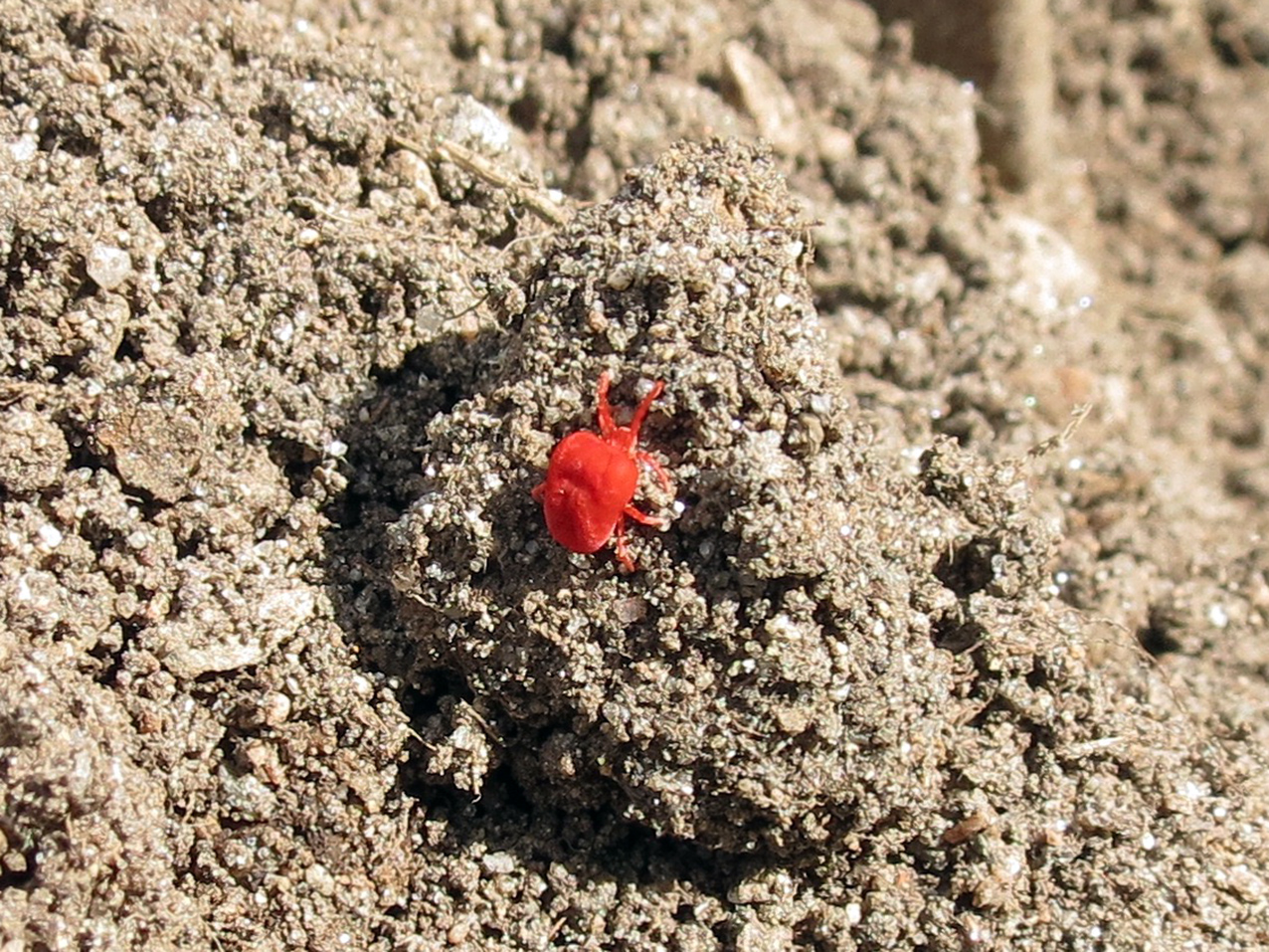 indie birder: Cairngorms, Scotland, 28th May-3rd June 2016 - Part 1