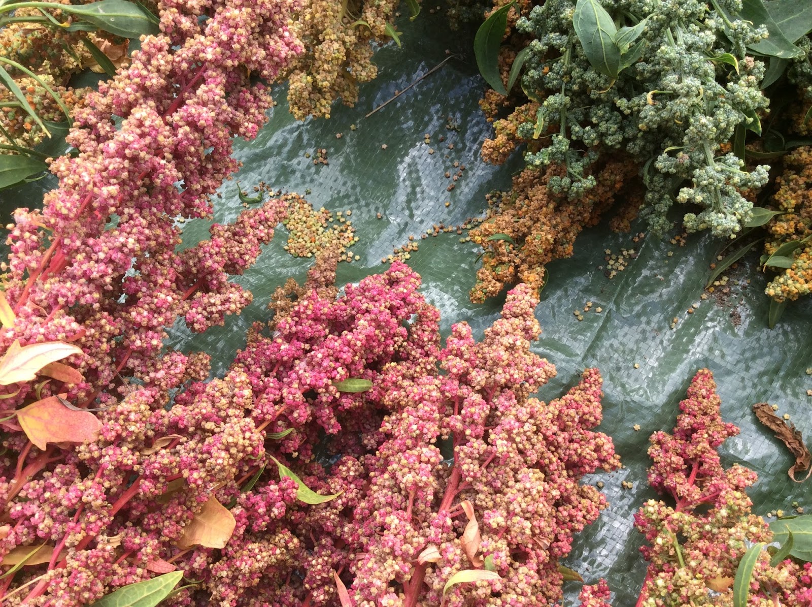 ça pousse en Morbihan: Cultiver le quinoa... en Morbihan