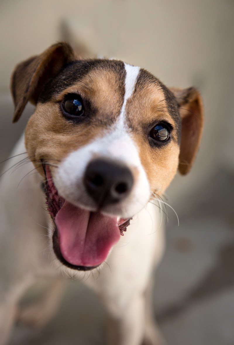 Shelter Dogs of Portland: "CASPER" delightful high energy fun JRT mix pup!