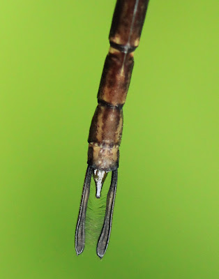 VietOdonata: Gynacantha subinterrupta Rambur, 1842
