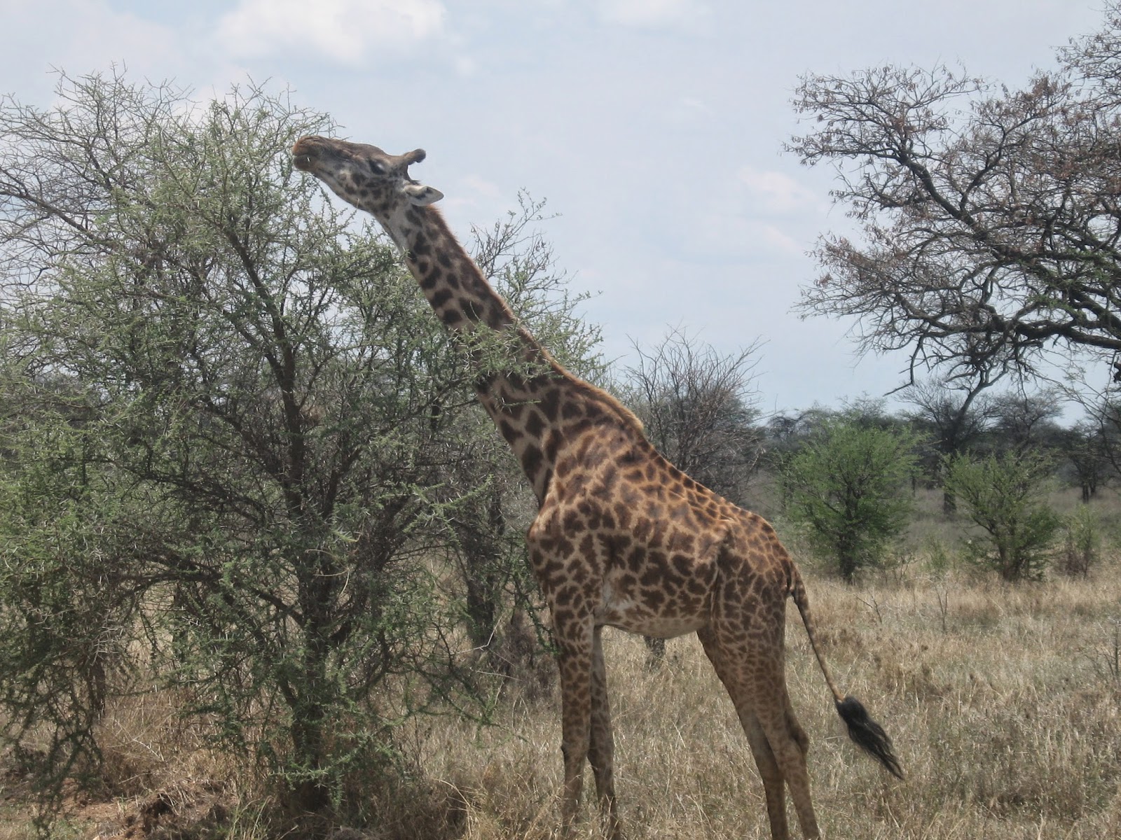 World travels from a thoughtful Londoner: The Serengeti - Impala, Cape ...