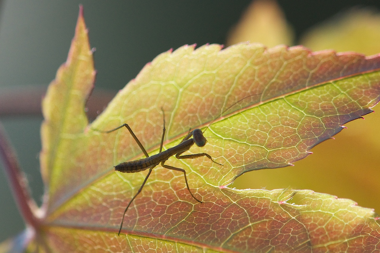 Back In The U S A Baby Praying Mantises back-in-the-u-s-a-baby-praying-mantises