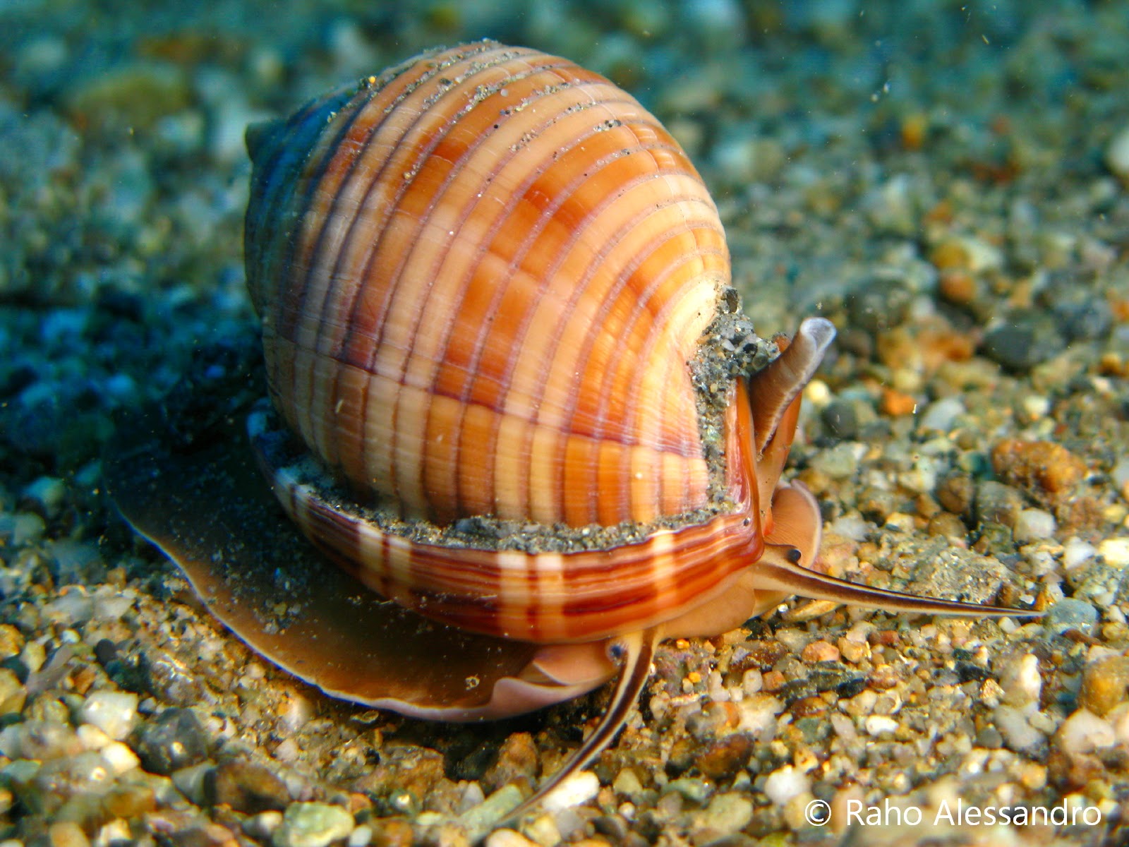 Necton e Plancton: Molluschi: Elmetto Granuloso