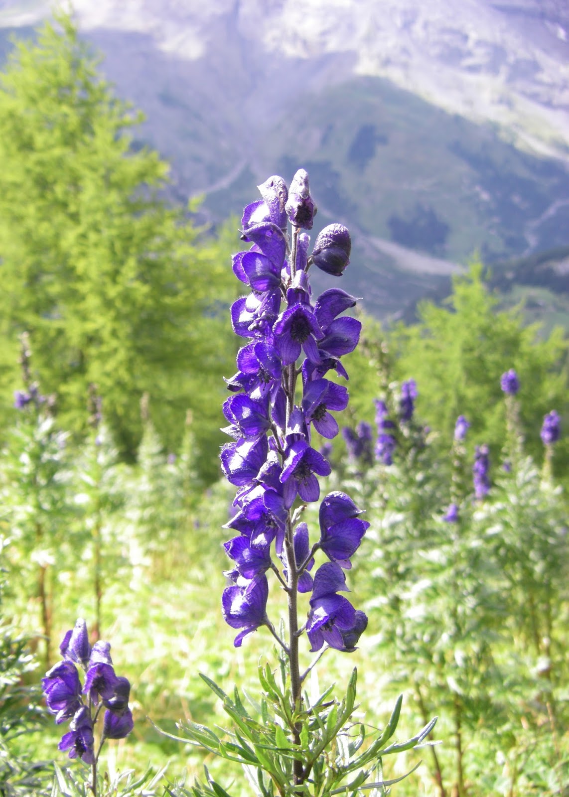 Learning-Living [learning-living.com]: HOMEOPATHY: ACONITE