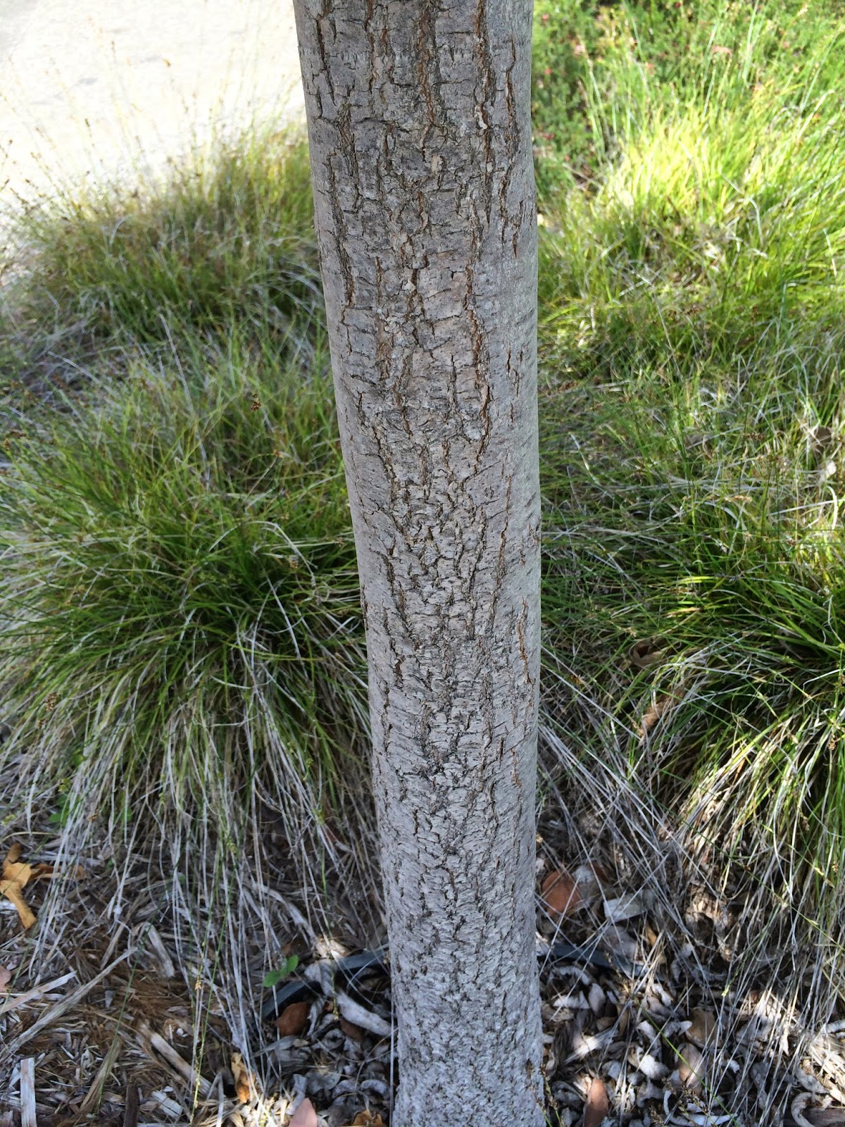 Trees of Santa Cruz County: Nyssa sylvatica - Tupelo tree