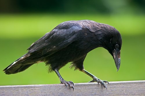 Vrana ili gavran? - Nauka govori