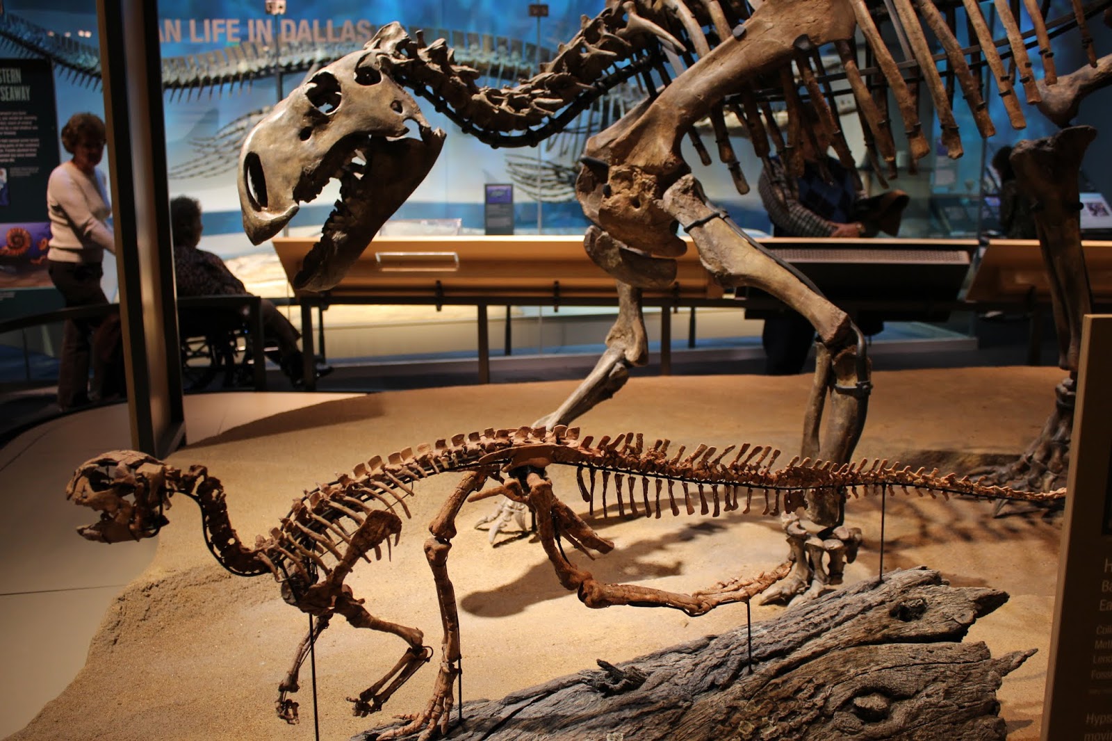 Equatorial Minnesota: The "Proctor Lake hypsilophodont": Convolosaurus ...