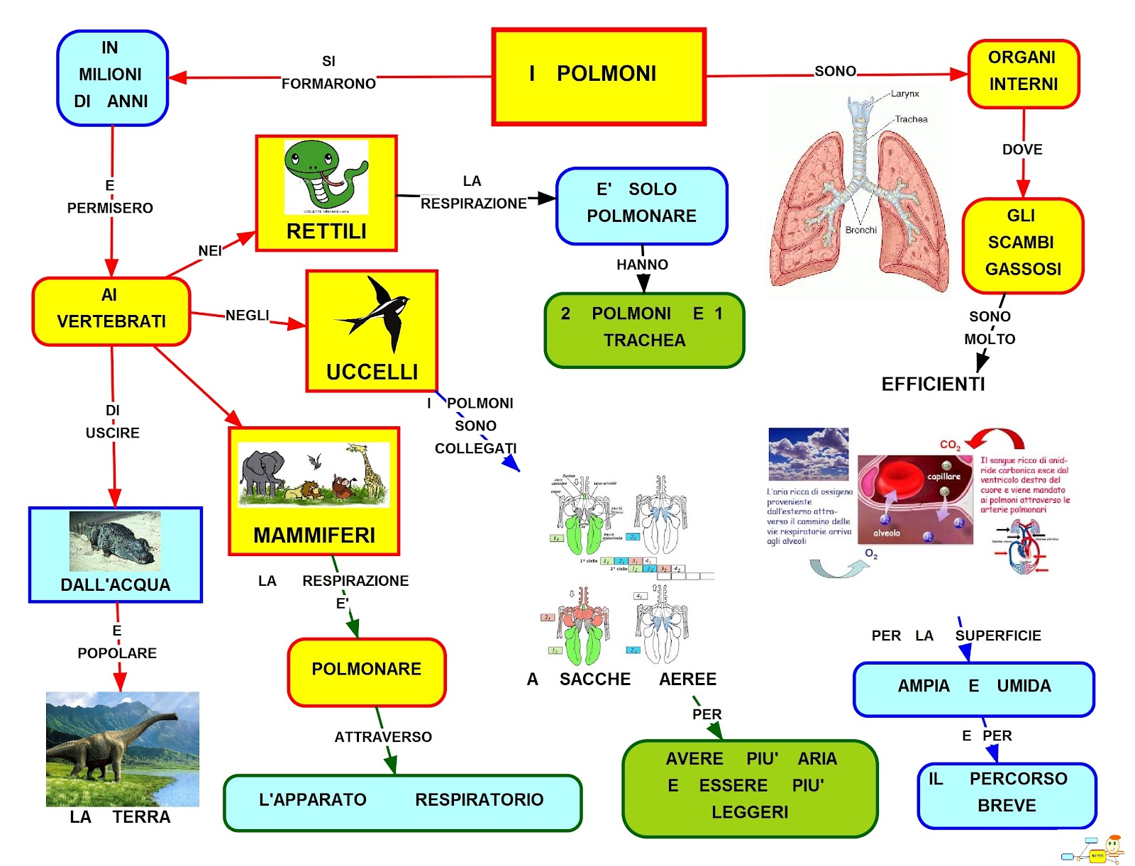 Mappa concettuale: I polmoni • Scuolissima.com