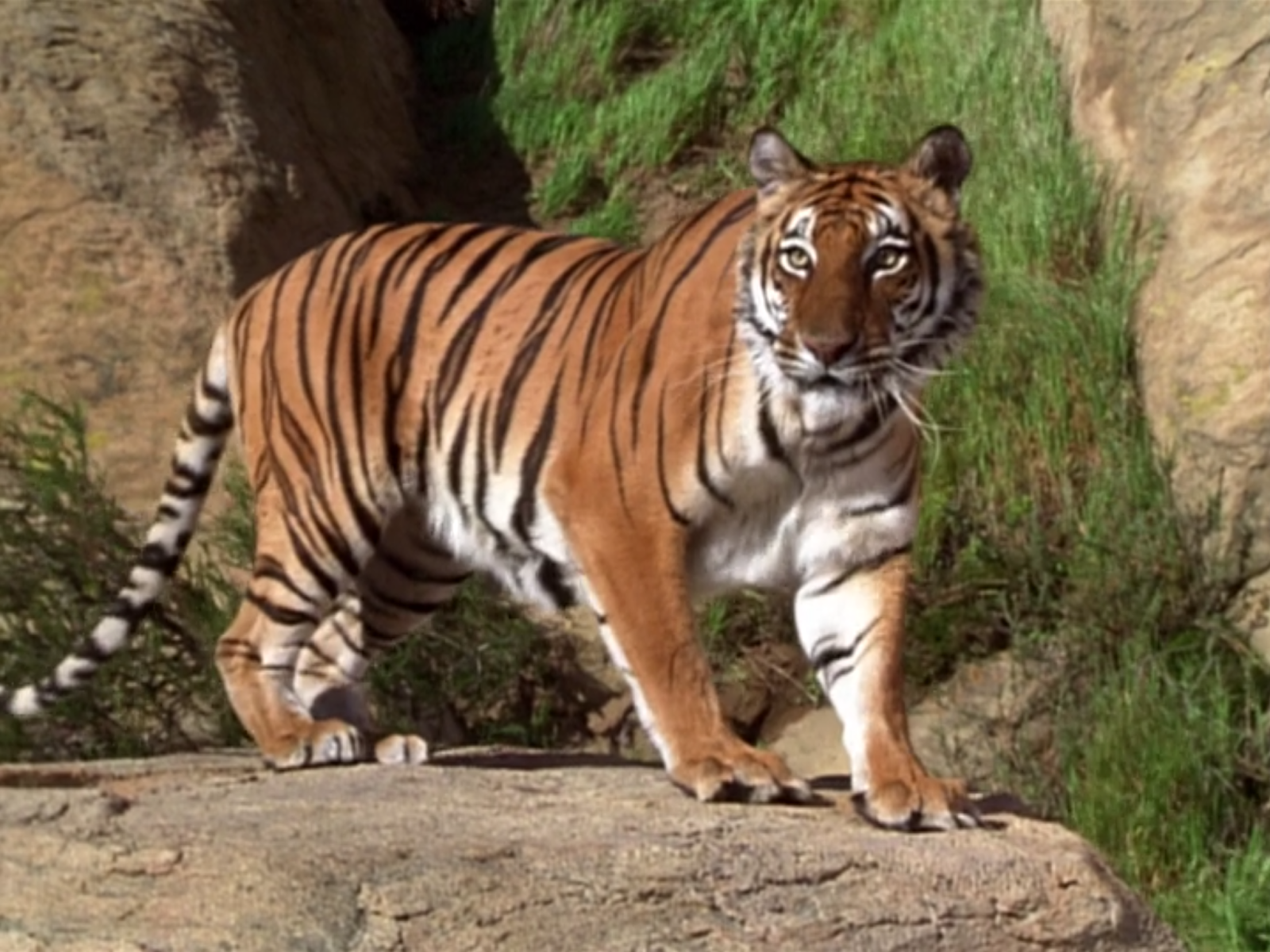 Iverson Movie Ranch: "The Jungle Book: Mowgli's Story": Disney brings ...