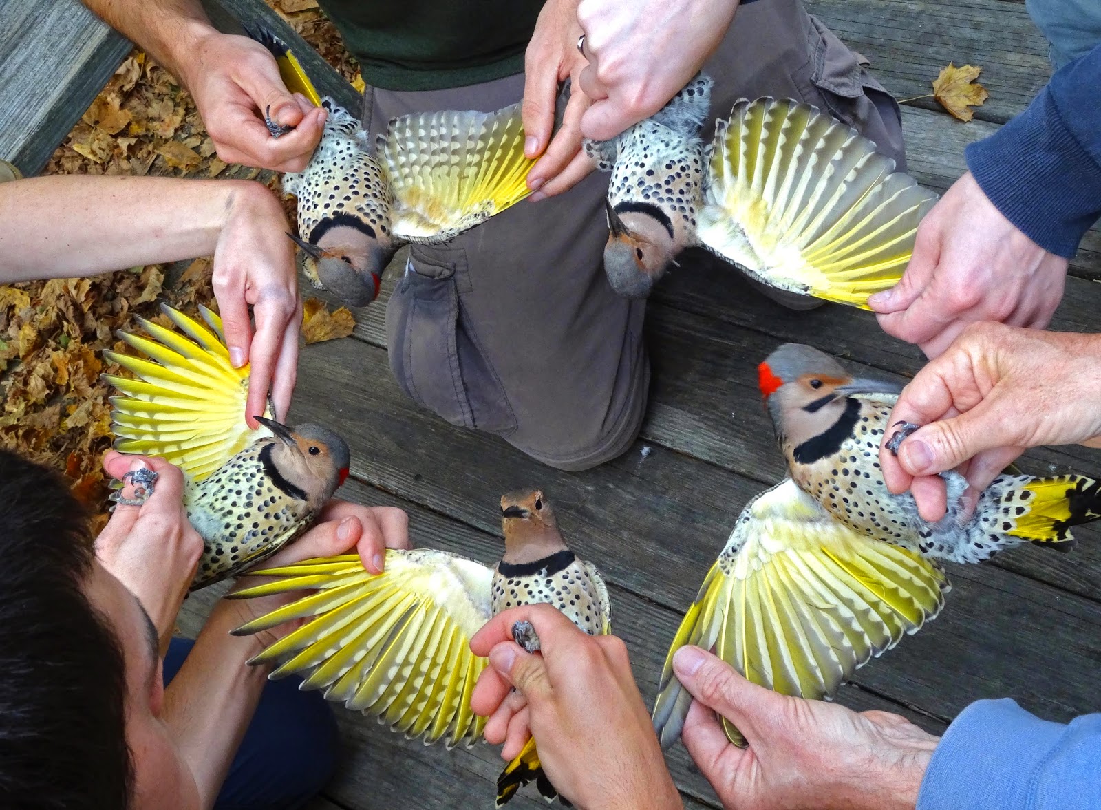 Joe's Retirement Blog: Flickers Galore! Manomet Center for Conservation ...