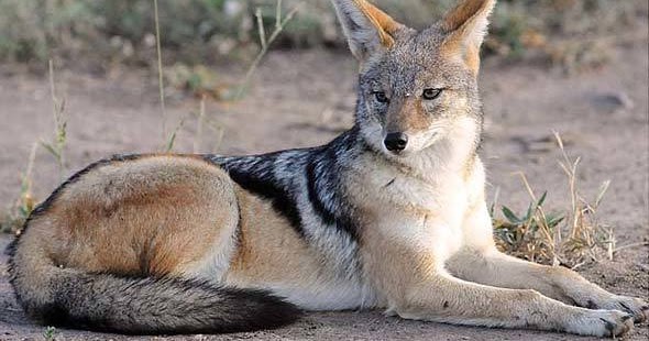 Clancy Tucker's Blog: 14 June 2018 - INTERESTING FACTS ABOUT THE JACKAL
