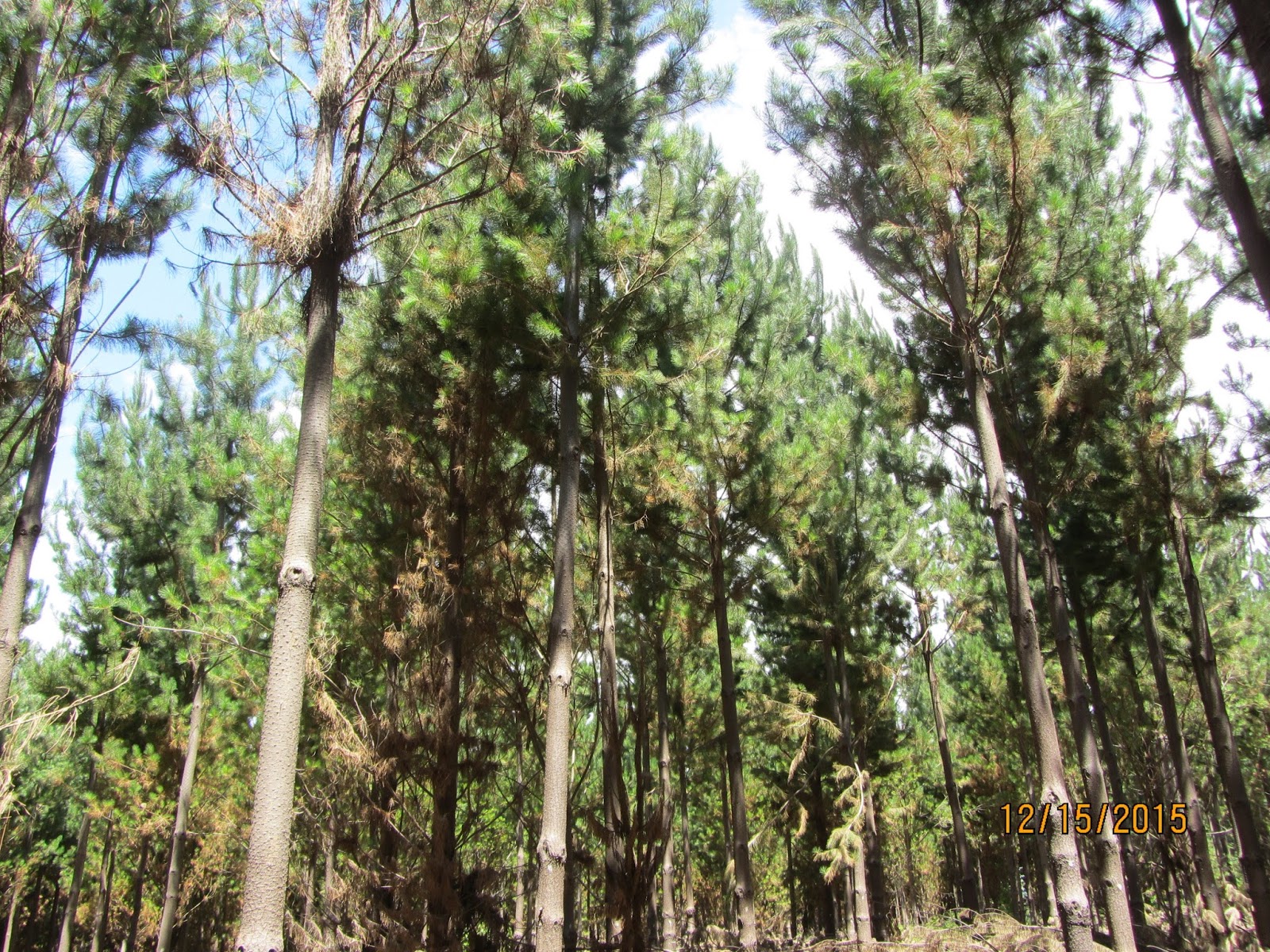 JessKess Adventures: CMPC: Forestal Mininco