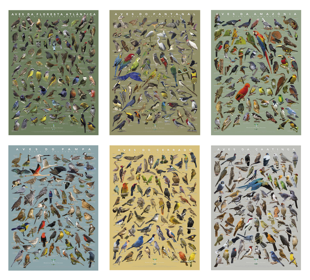 Aves da Mata Atlantica: Poster de Aves da Floresta Atlântica