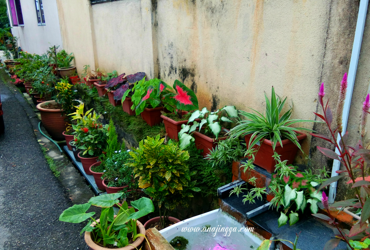 Tanaman Dalam Pasu- Menfaatkan Setiap Ruang Yang Ada