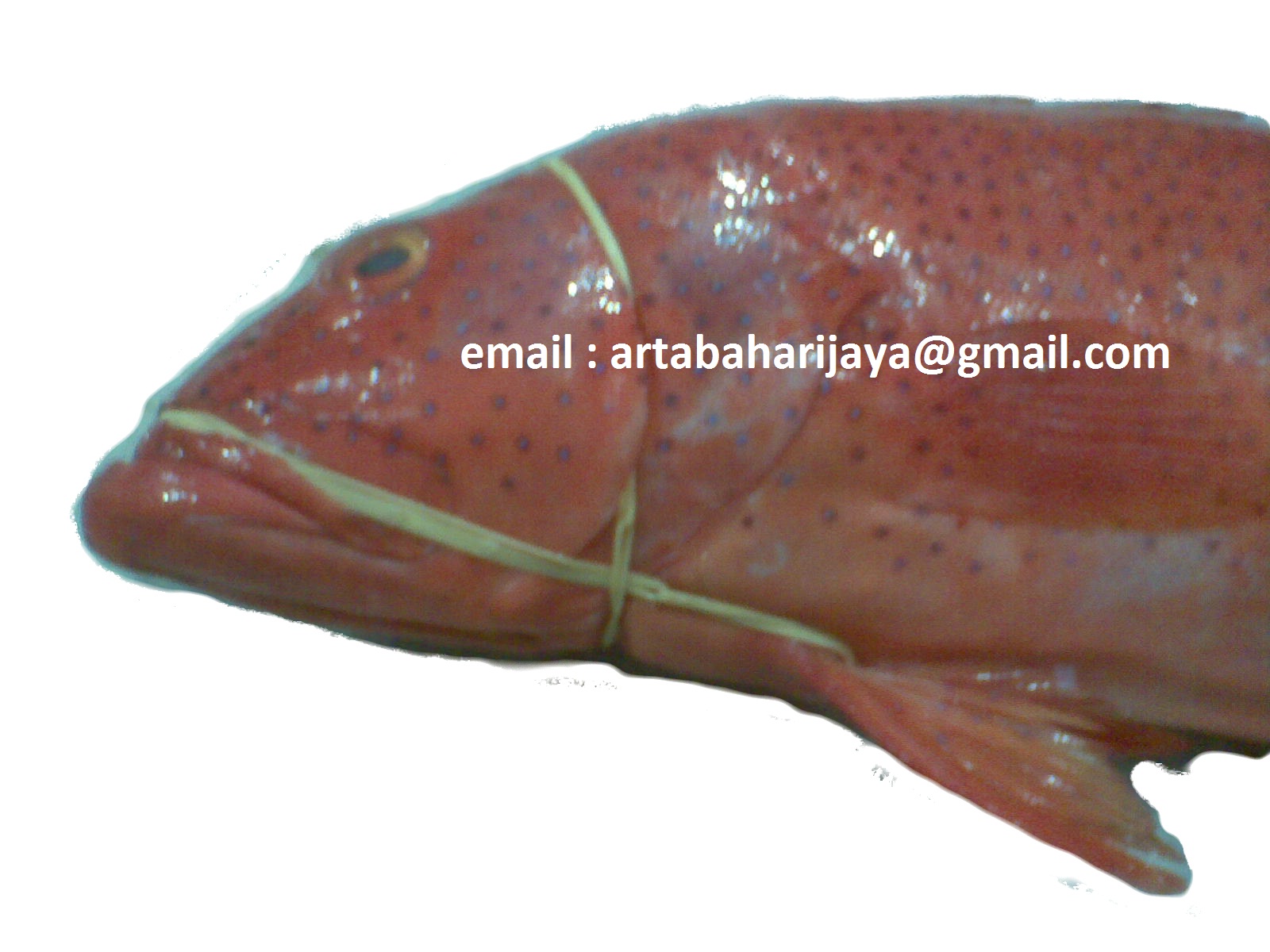 IKAN EXPOR: BELI IKAN SUNU KERAPU LODI / TONGSING / SUNU MERAH BINTIK ...