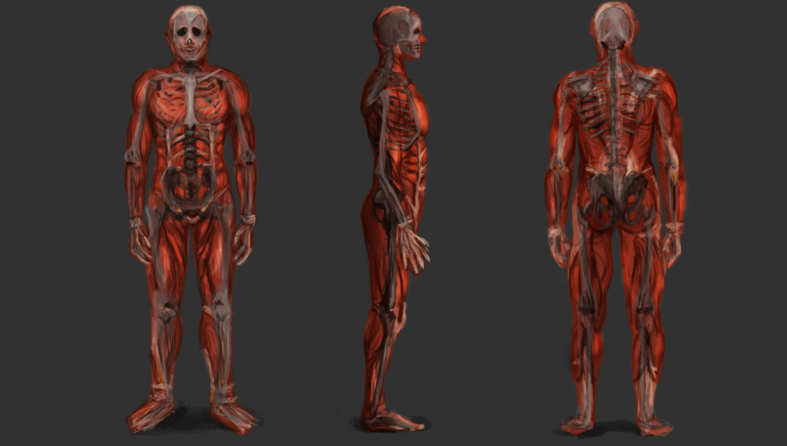 Artwork of Edmund Aubrey: 2d Lesson 22 - Muscle Anatomy Study