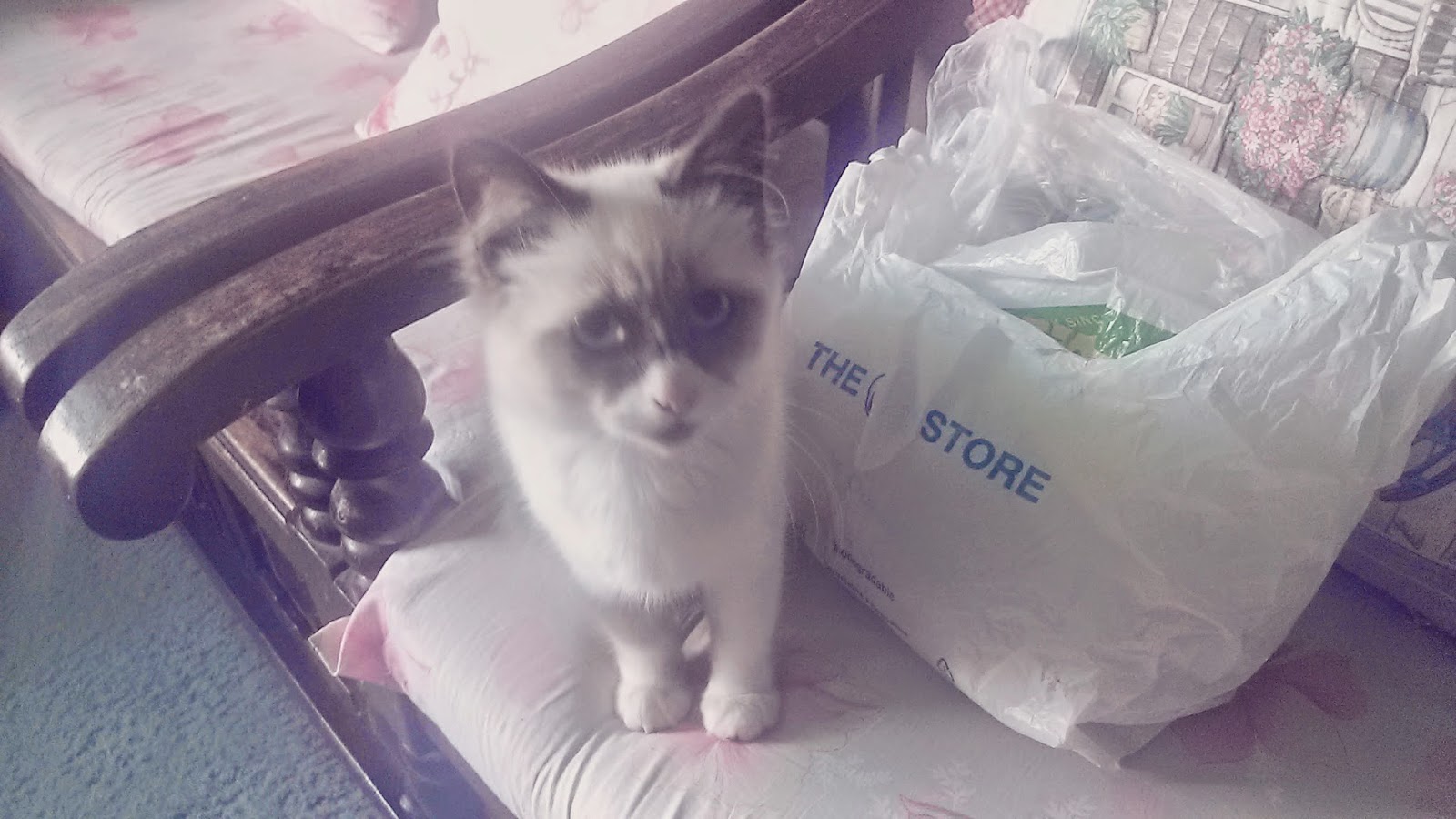 Simply.Exploring.the"Perhaps": The Fun of Rearing a Cat