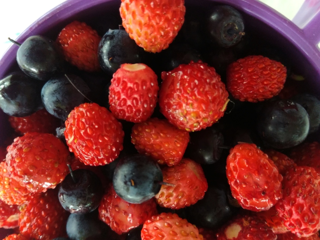 PAPPILAN ELÄMÄÄ: Marjat