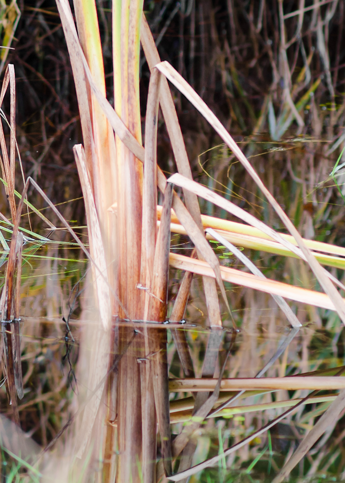 Wanderin' Weeta (With Waterfowl and Weeds): York Road beaver pond