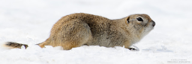 Prairie Nature: Animals