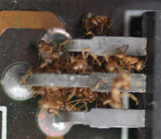 Modern Pest: Raspberry Ants and Fire Ants