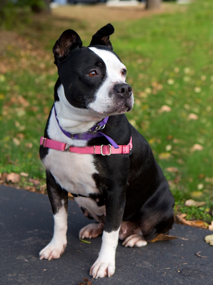 Shelter Dogs of Portland: "PETUNIA - short cute chubby Staffie Bull ...