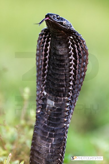 3P Photography: Rinkhals and all