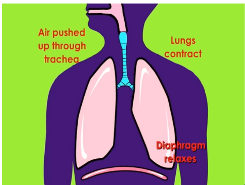 Mr. Forde - Life Science: Respiratory System Movie