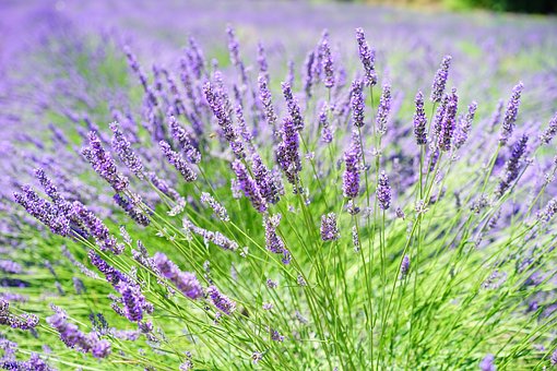 Grow amazing Lavender plants! - Feathers in the woods