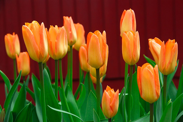 General De Wet | Single Early Tulip ~ Tulips Territory