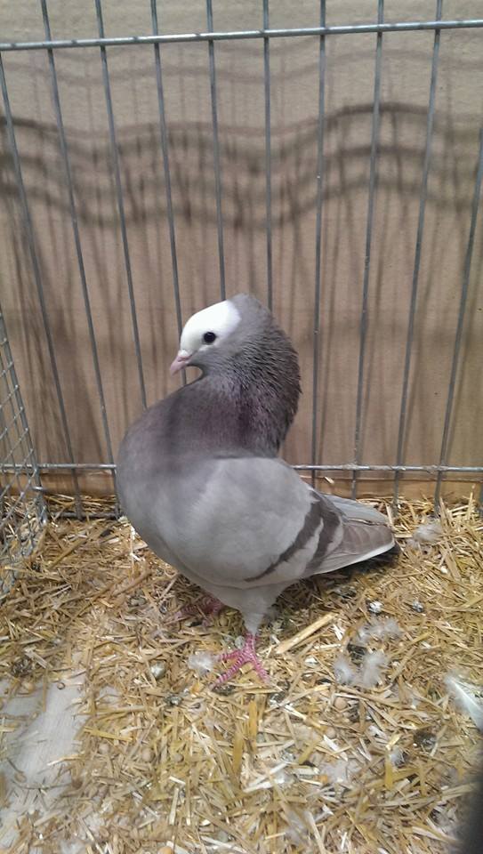 World of Pigeons and Doves: Mookee Pigeon