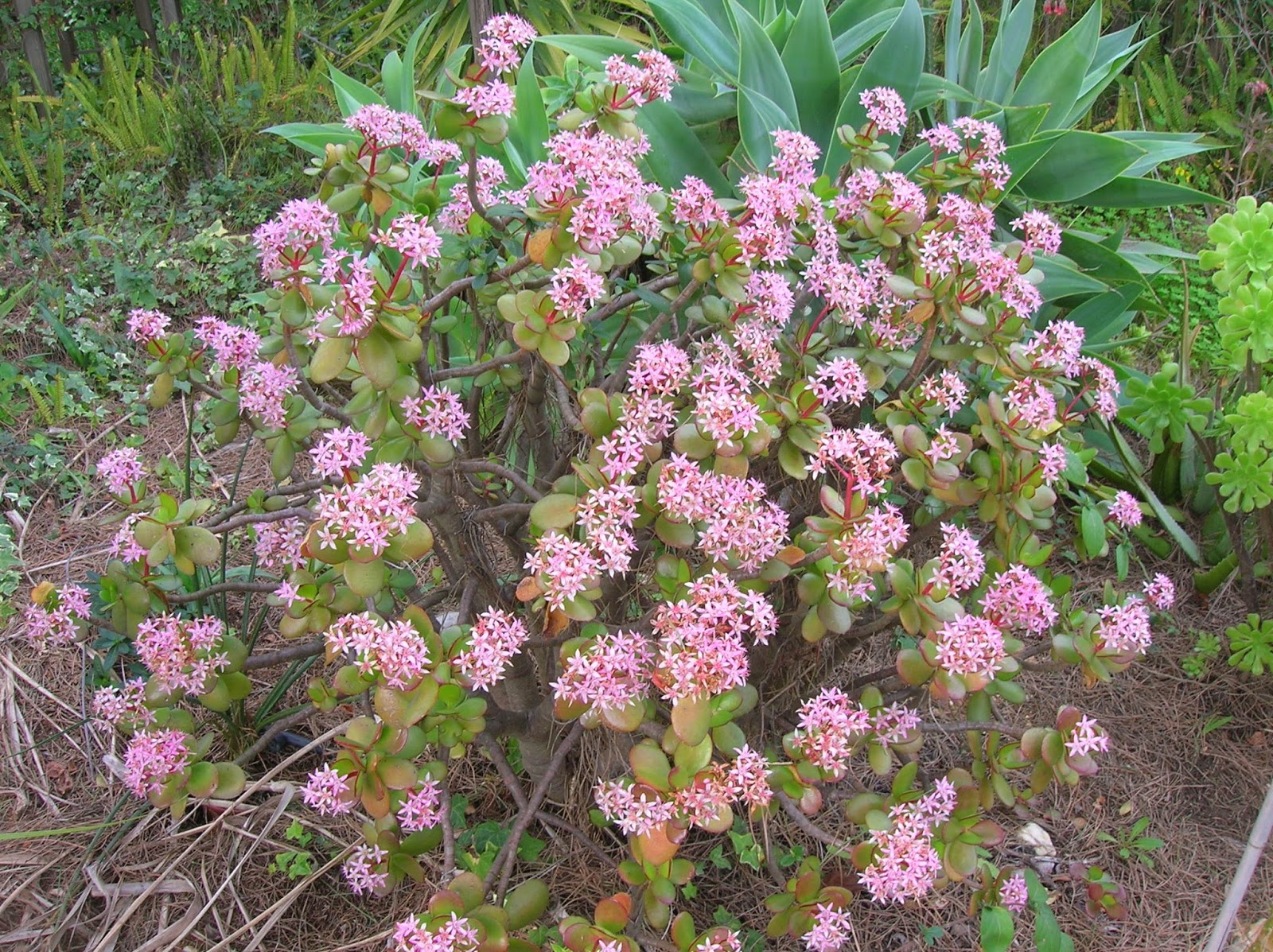 Recregarden: CRASSULA OVATA